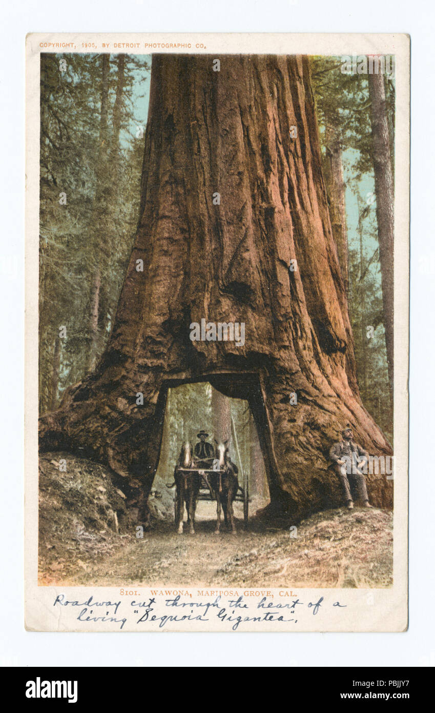 Wawona trees hi-res stock photography and images - Alamy