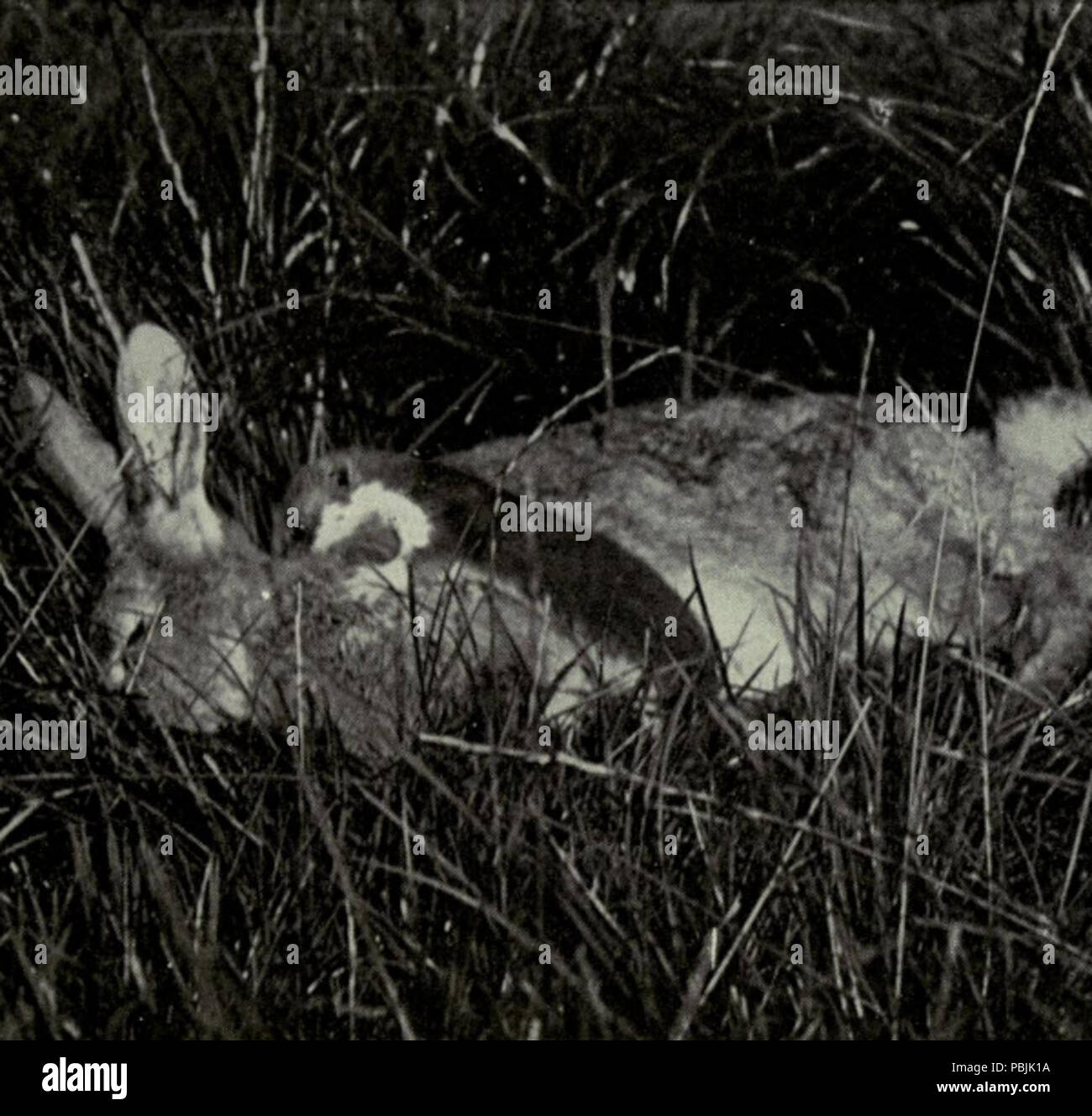 1838 Weasel killing rabbit Stock Photo - Alamy