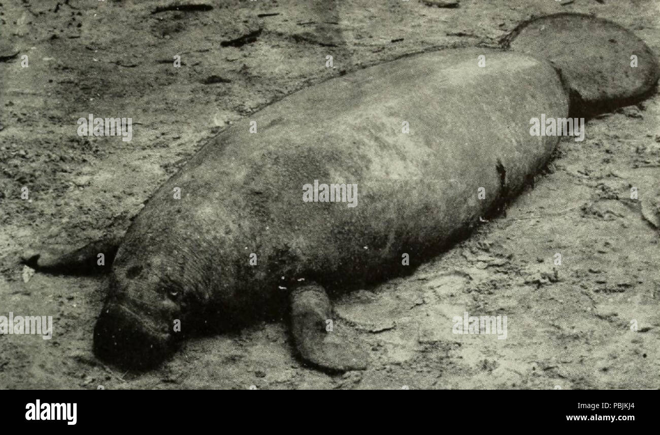 African manatee hi-res stock photography and images - Alamy