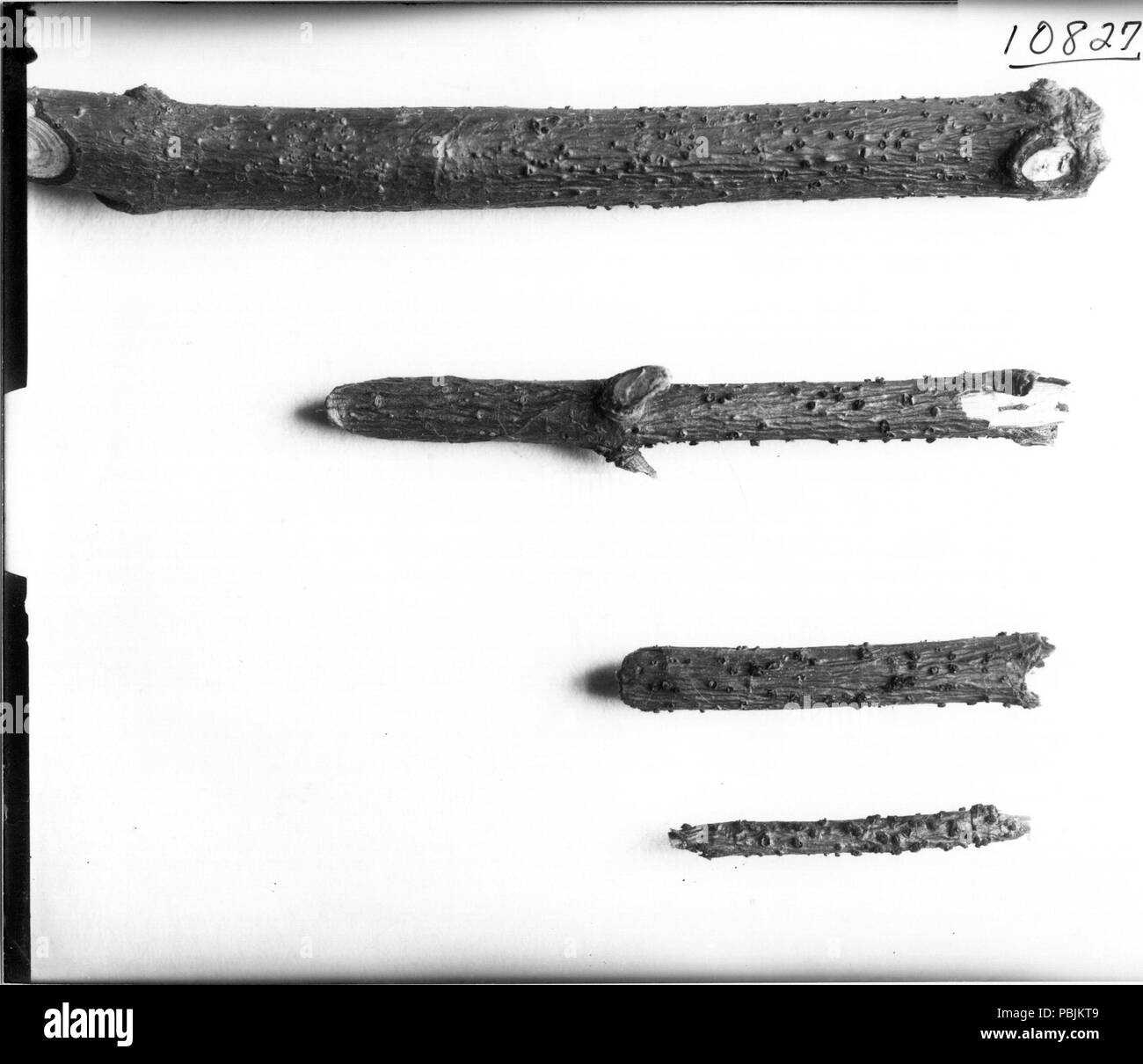 Scientific specimens Black and White Stock Photos & Images - Alamy