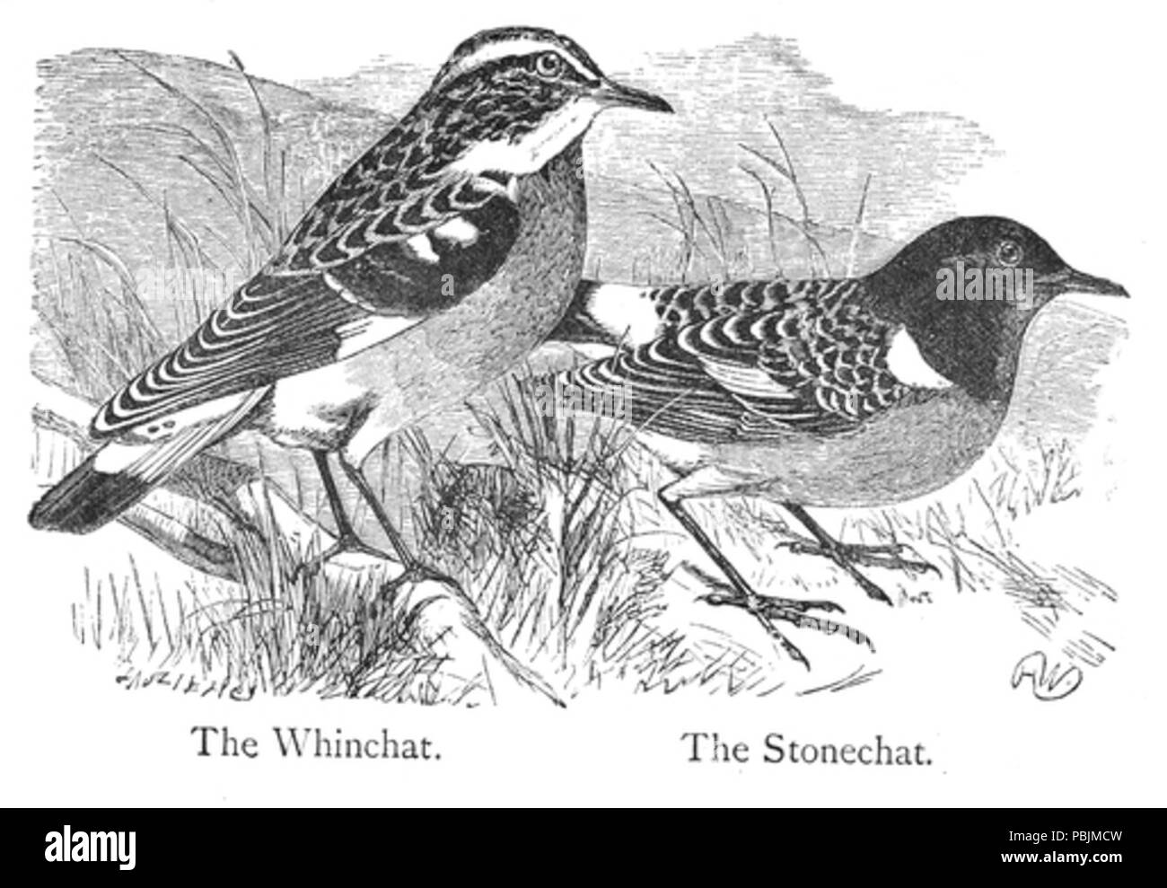 Stonechat Cut Out Stock Images & Pictures - Alamy