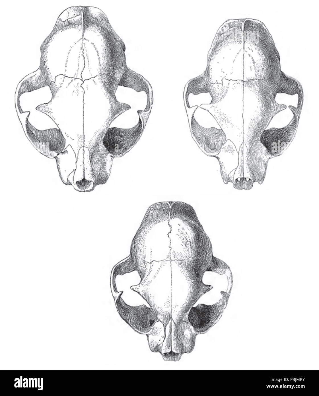 Domestic and wild animal Cut Out Stock Images & Pictures - Alamy