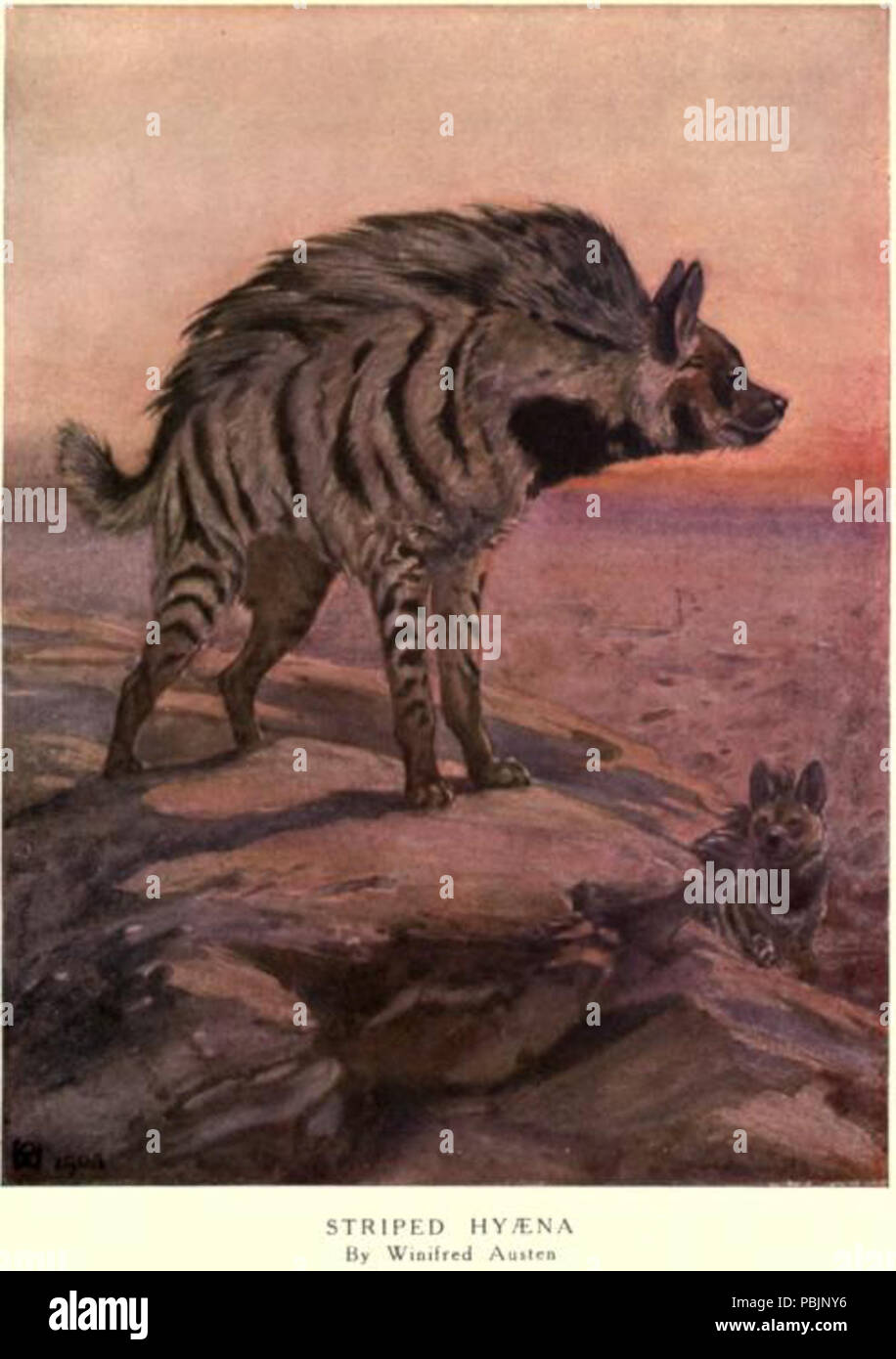 Realistic hyena hi-res stock photography and images - Alamy