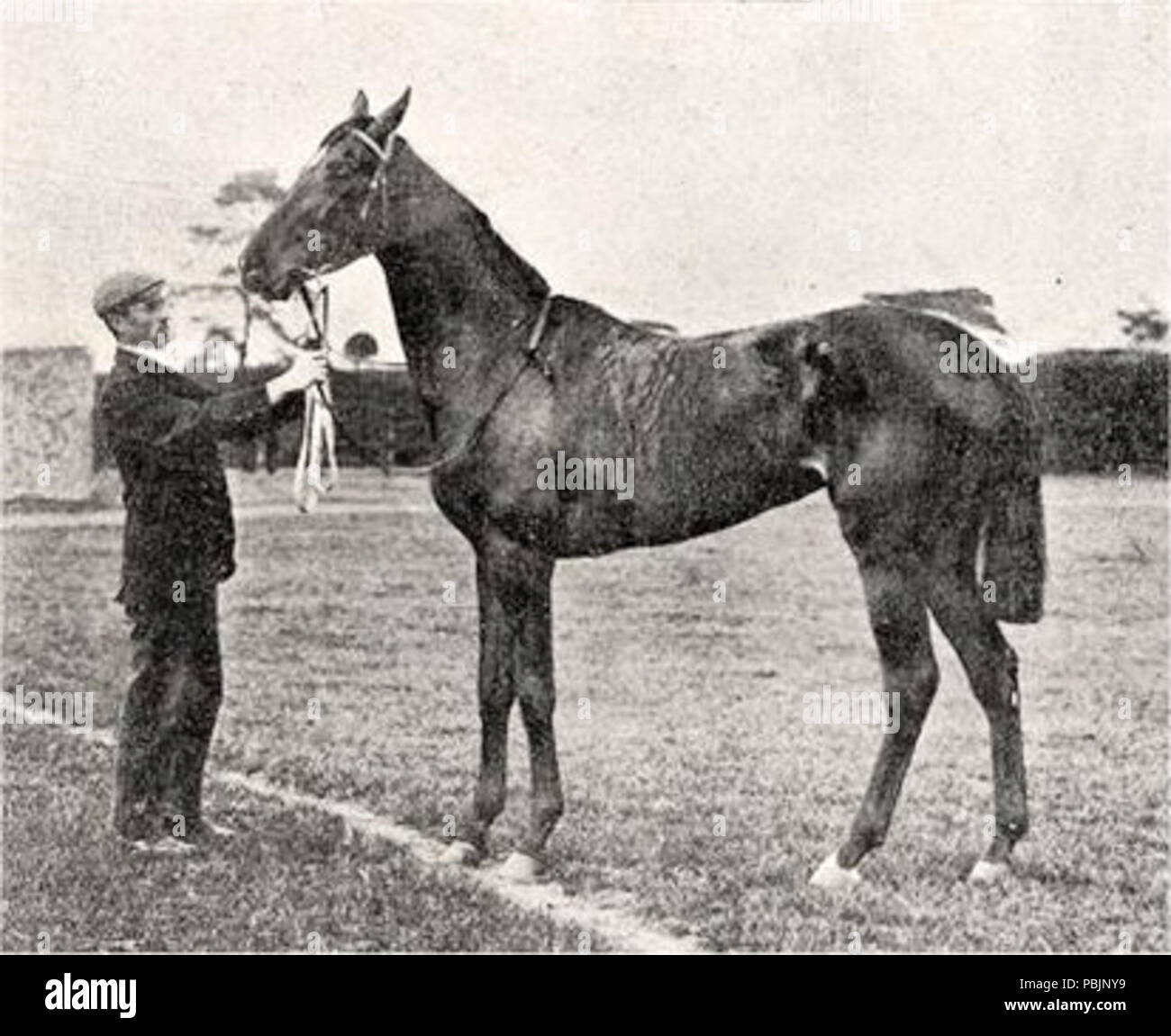 19th century, horse breeds hi-res stock photography and images - Alamy