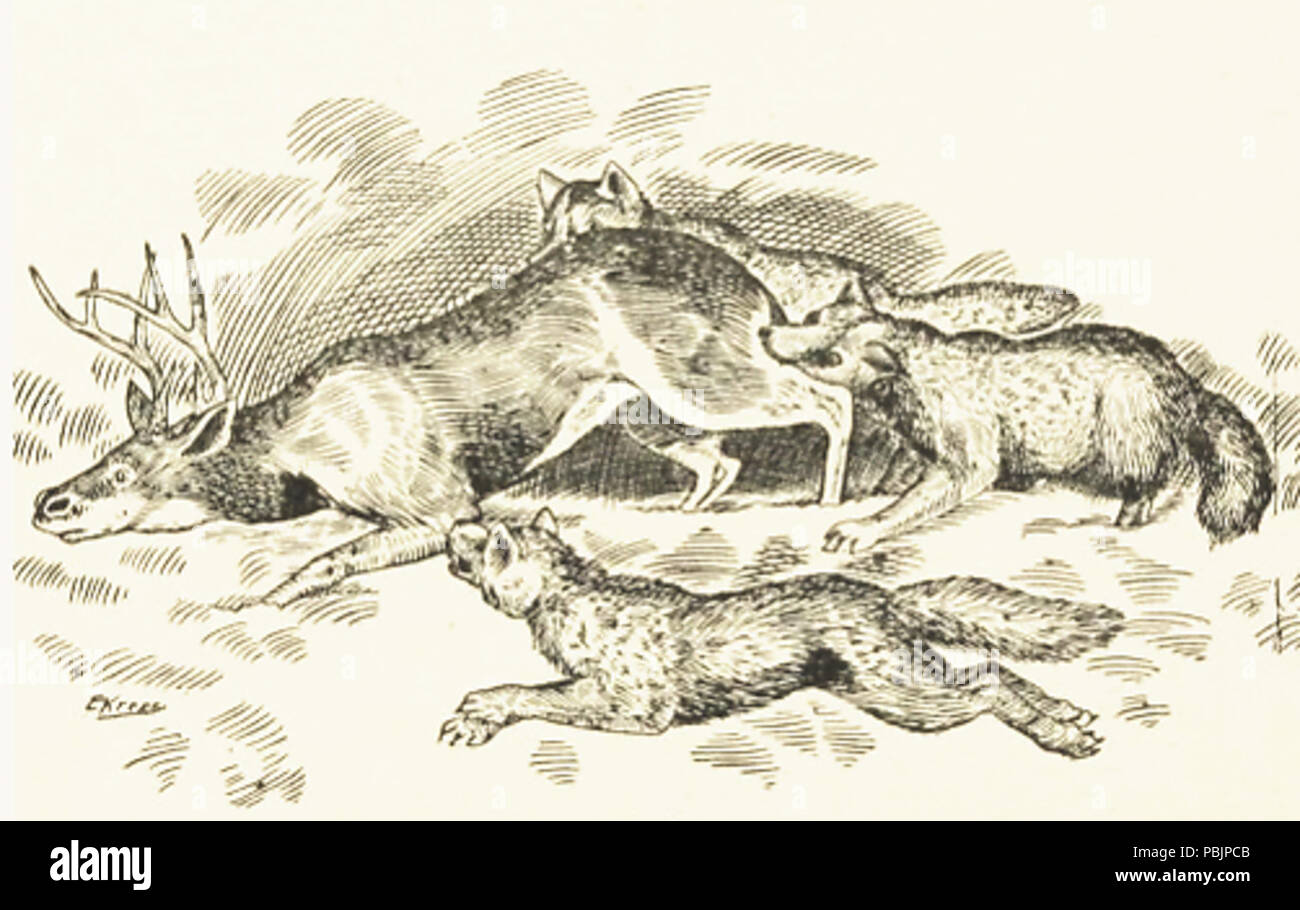 Killing wolves hi-res stock photography and images - Alamy