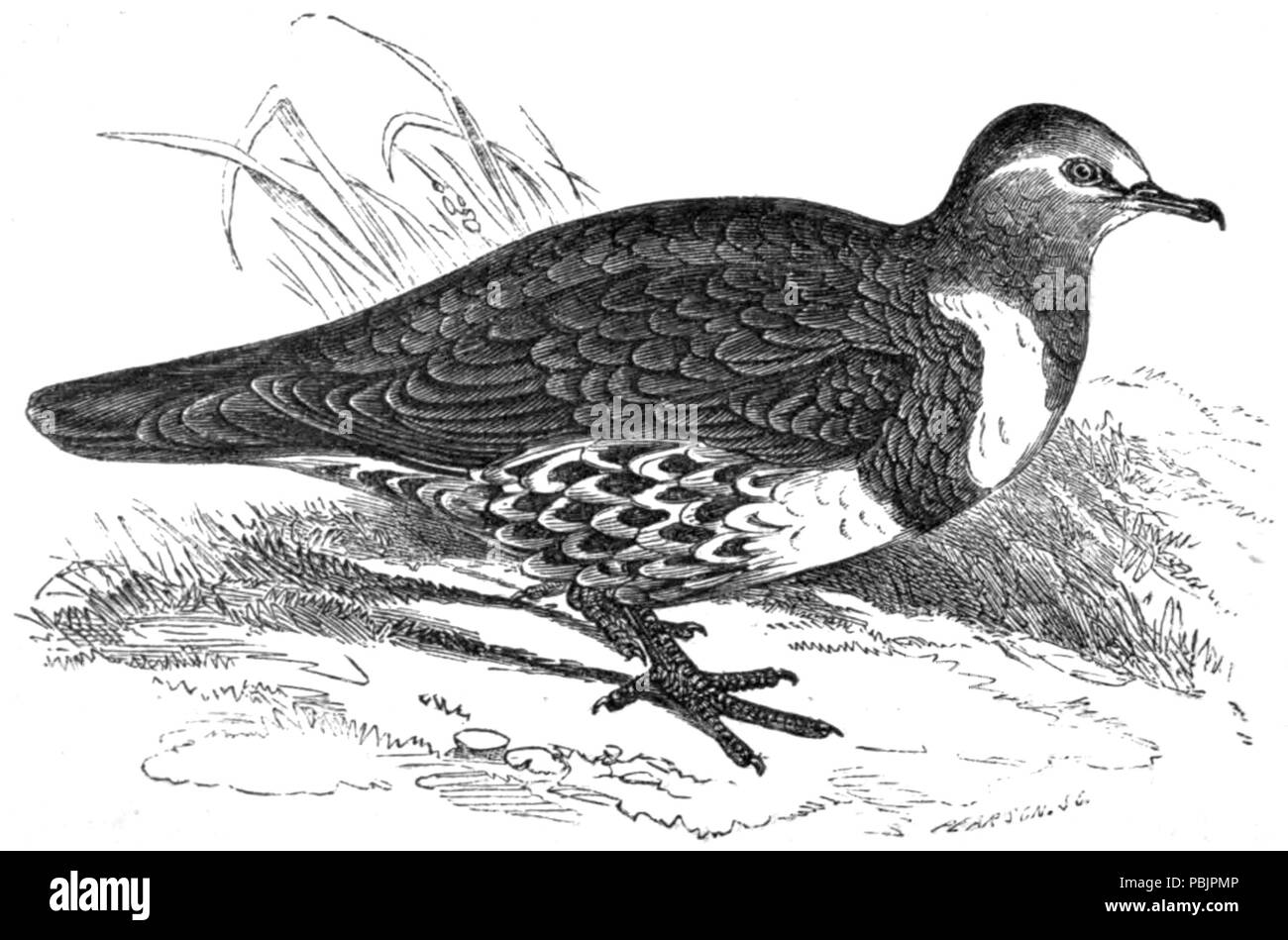 Wonga pigeon hi-res stock photography and images - Alamy