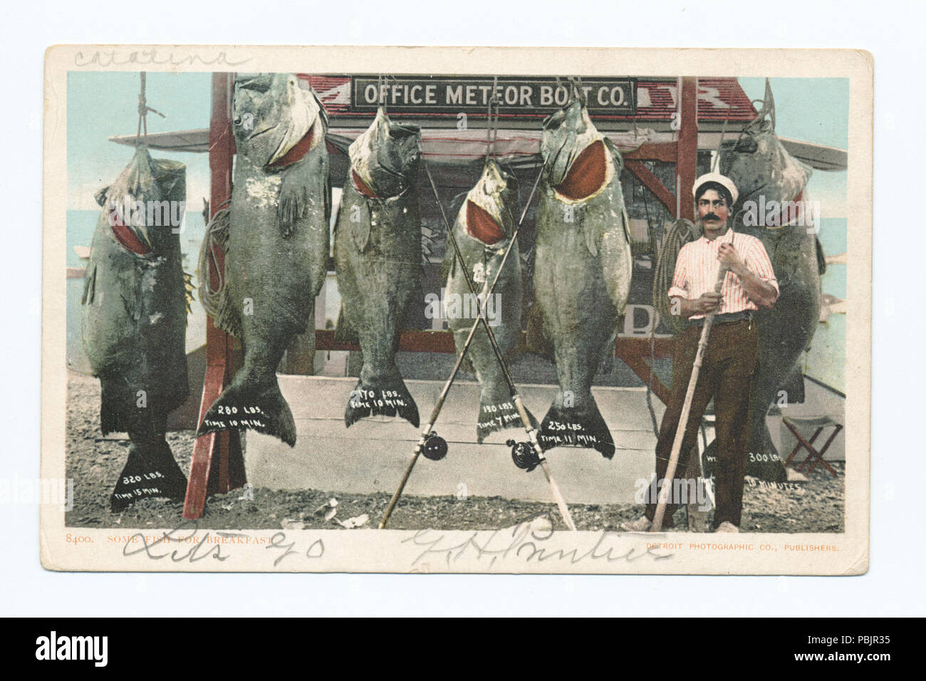 World's record sea bass hi-res stock photography and images - Alamy