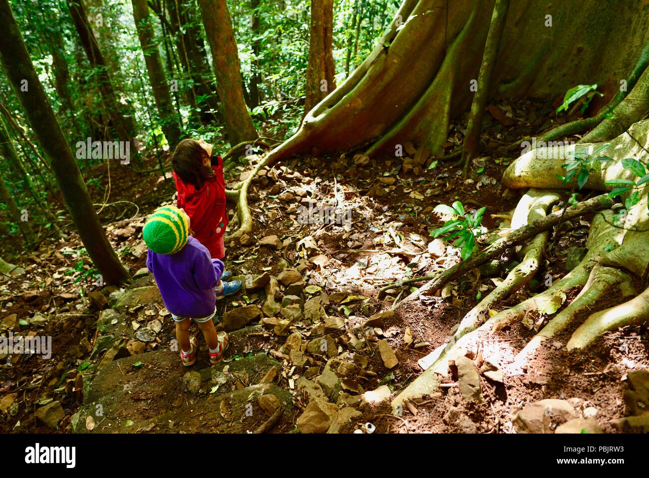 Children looking up at huge rainforest tree, Wooroonooran National Park ...