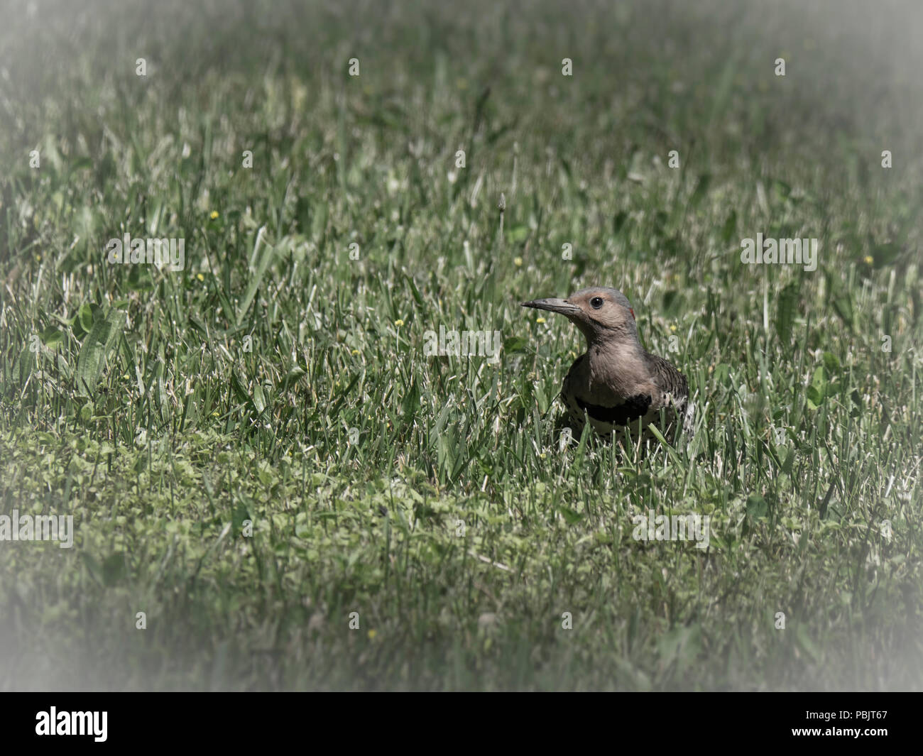 Portrait northern flicker bird hi-res stock photography and images - Alamy