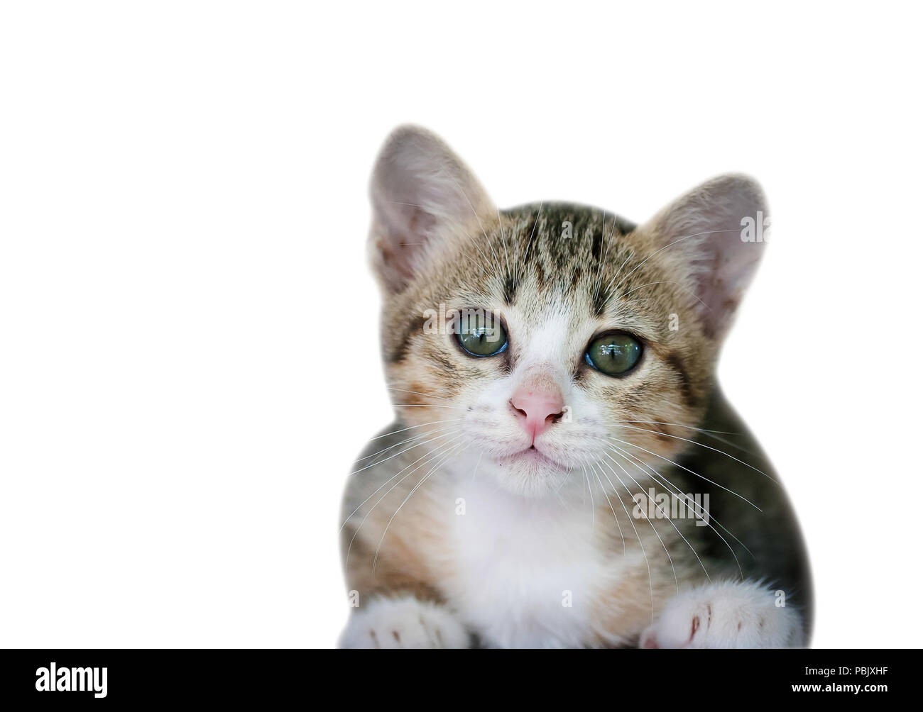 Cat kitten on isolated white background Stock Photo - Alamy