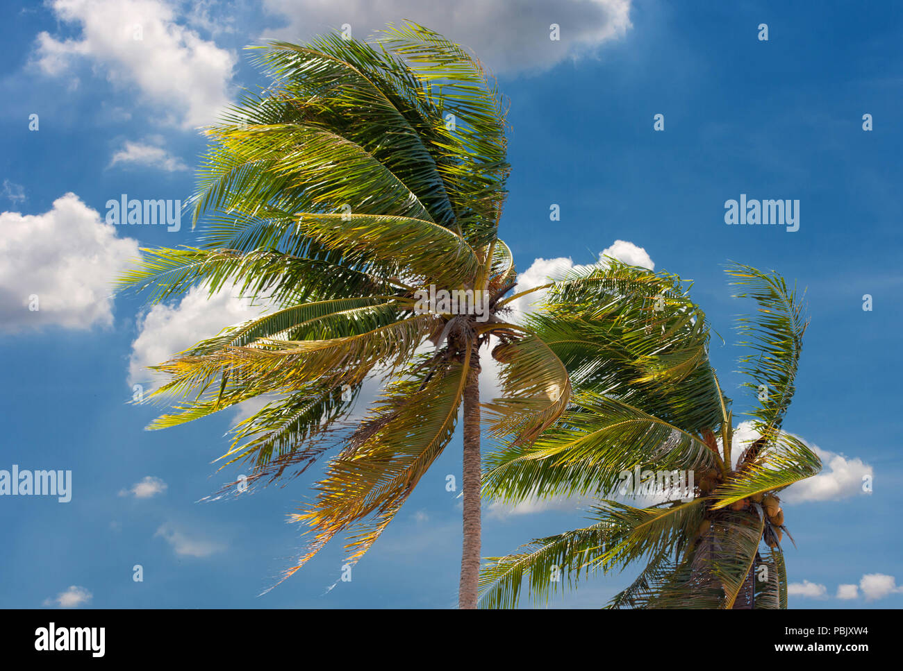 Wind Blowing Coconut Trees