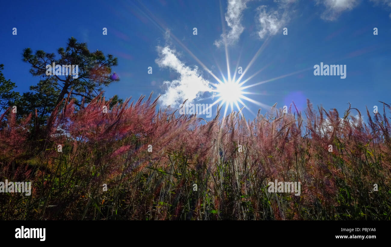 Pink grass field at forest in Dalat, Vietnam Stock Photo - Alamy