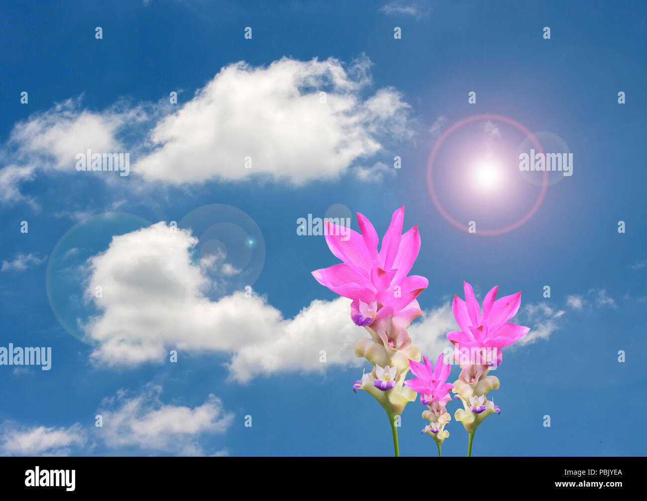 White curcuma alismatifolia siam hi-res stock photography and images ...