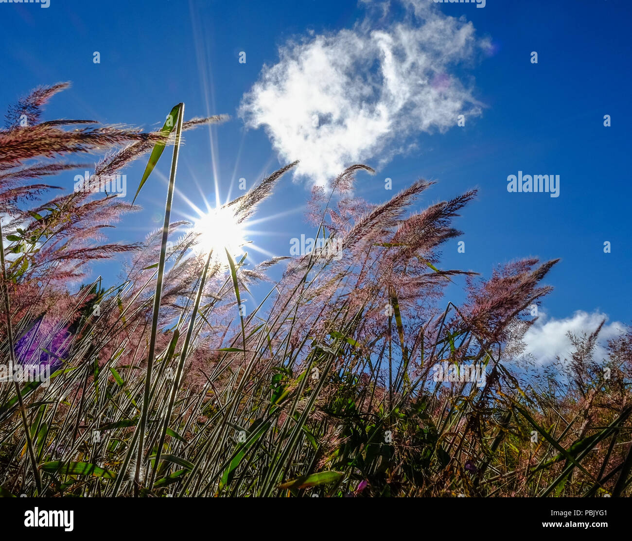 Pink grass field at forest in Dalat, Vietnam Stock Photo - Alamy