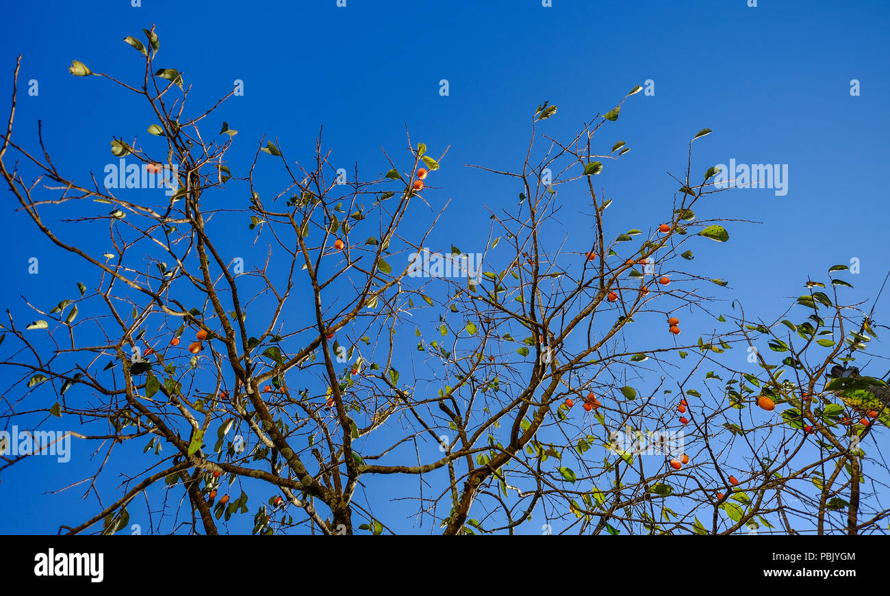 Japanese persimmon tree (kaki) with fruits grow in a garden Stock Photo ...