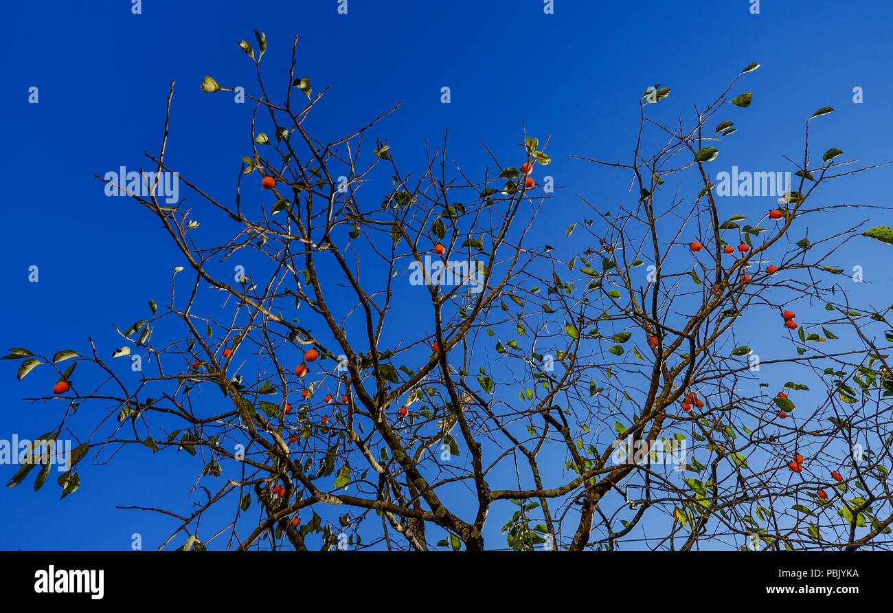 Japanese persimmon tree (kaki) with fruits grow in a garden Stock Photo ...