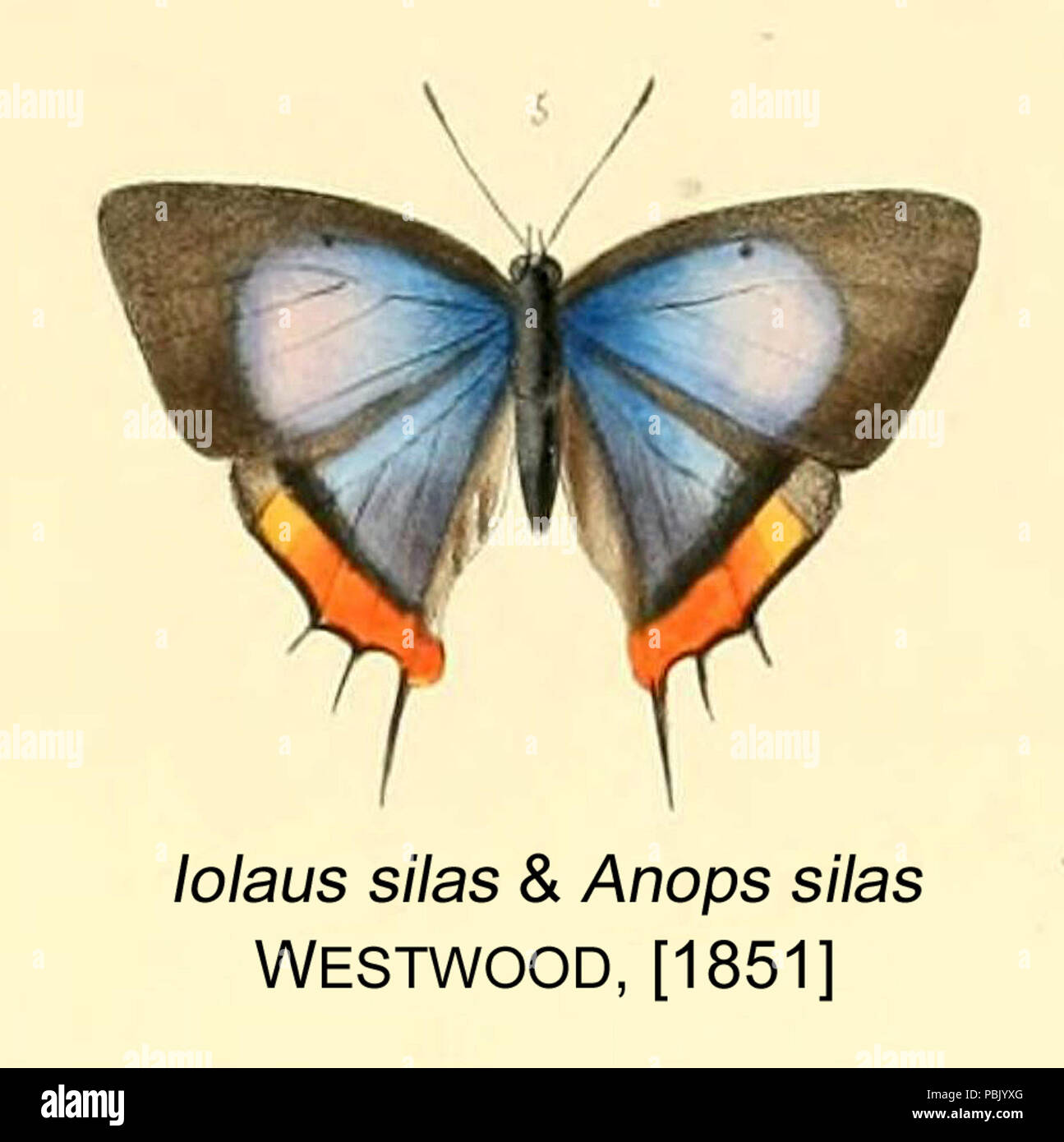 Iolaus silas hi-res stock photography and images - Alamy