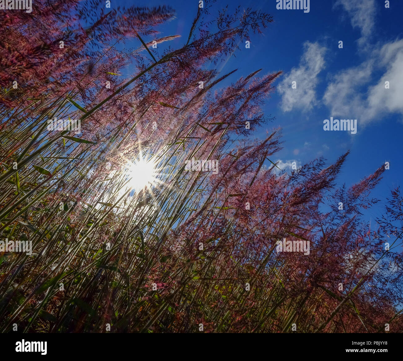 Pink grass field at forest in Dalat, Vietnam Stock Photo - Alamy