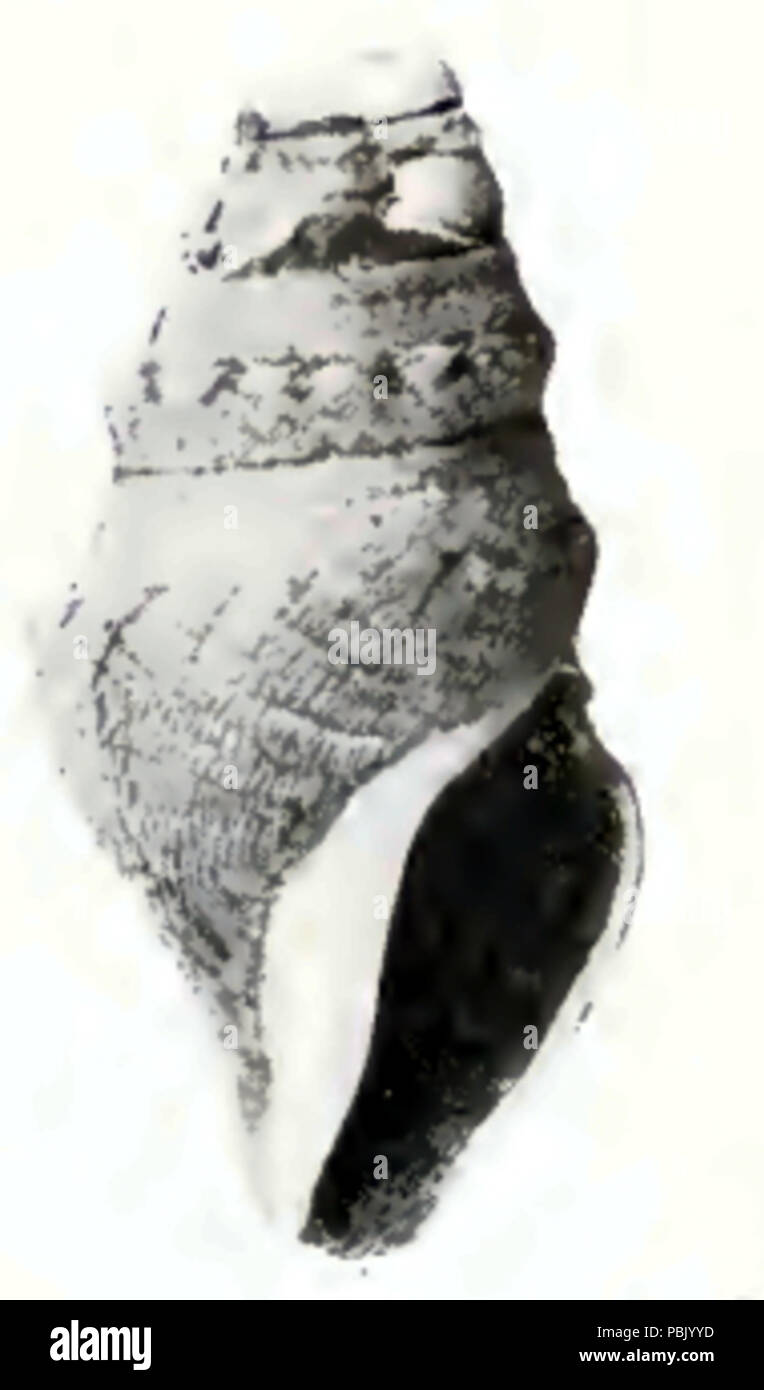 Cymothoe hi-res stock photography and images - Alamy