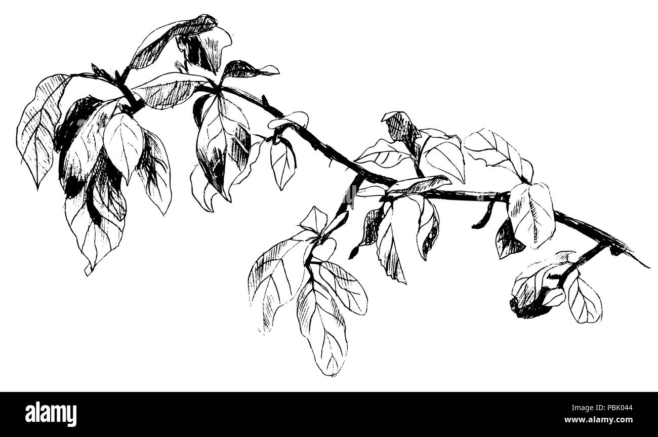 Tree Branch With Leaves Drawing