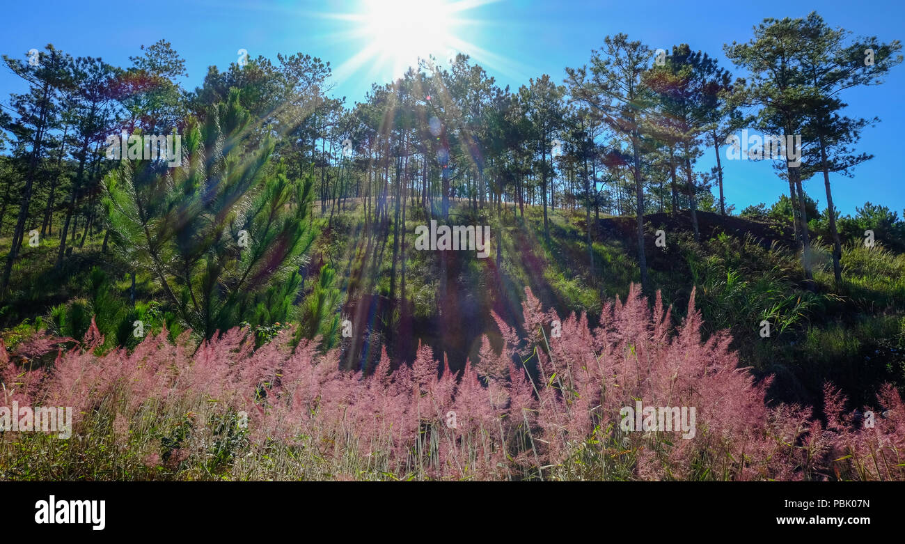 Pink grass field at forest in Dalat, Vietnam Stock Photo - Alamy