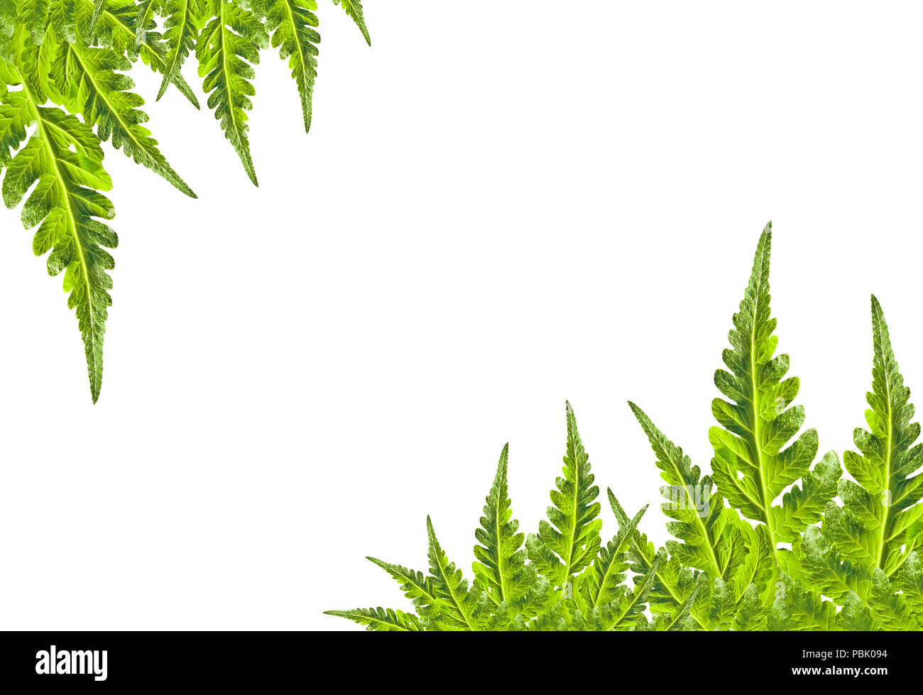 green leaf frame isolated on White background Stock Photo - Alamy