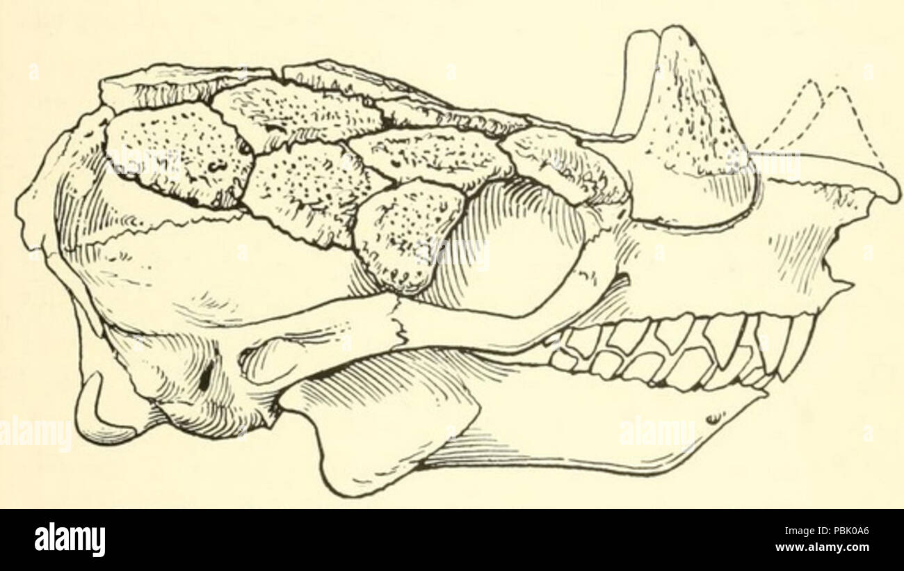 Peltephilus hi-res stock photography and images - Alamy