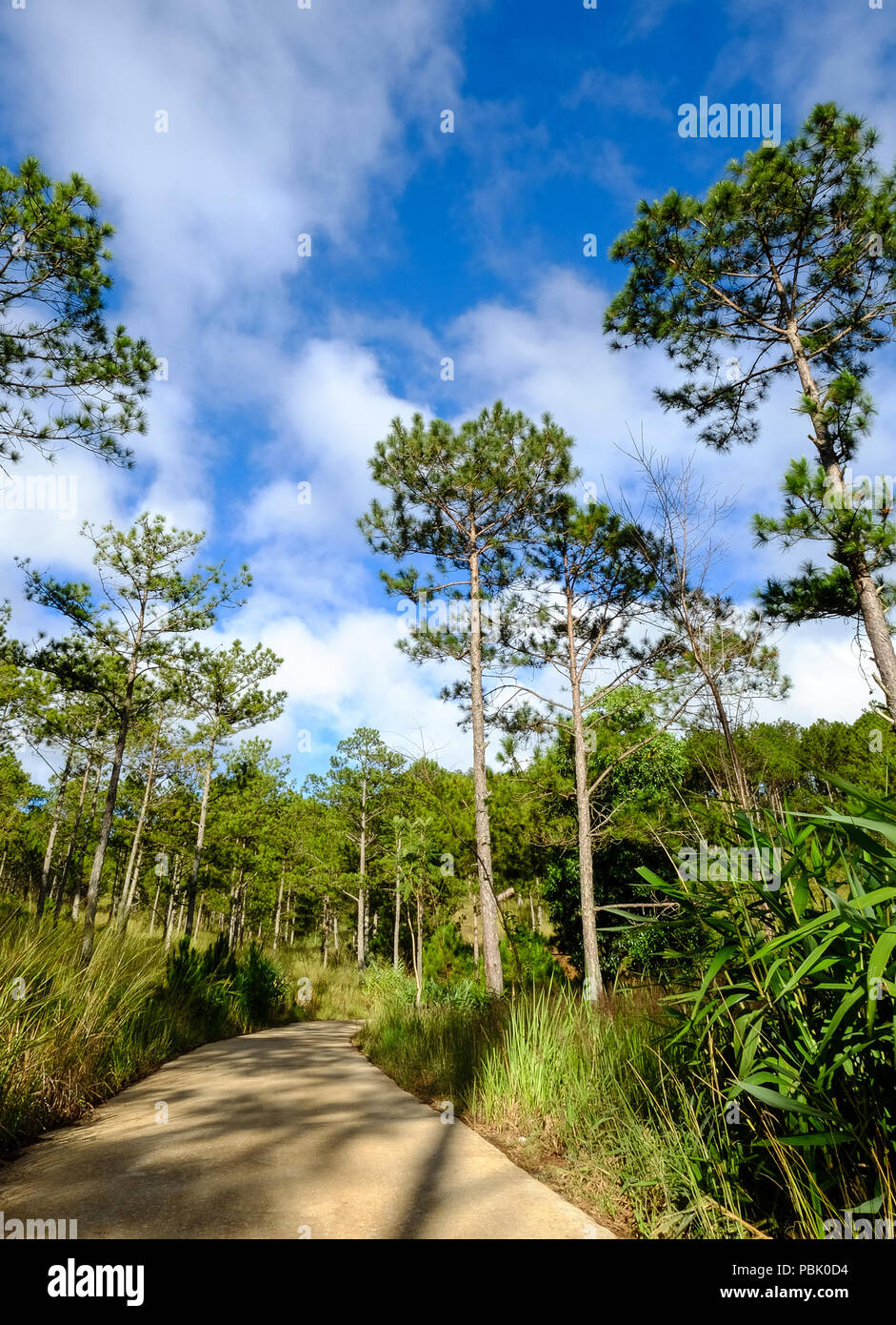 Pine tree forest at sunrise in summer day Stock Photo - Alamy