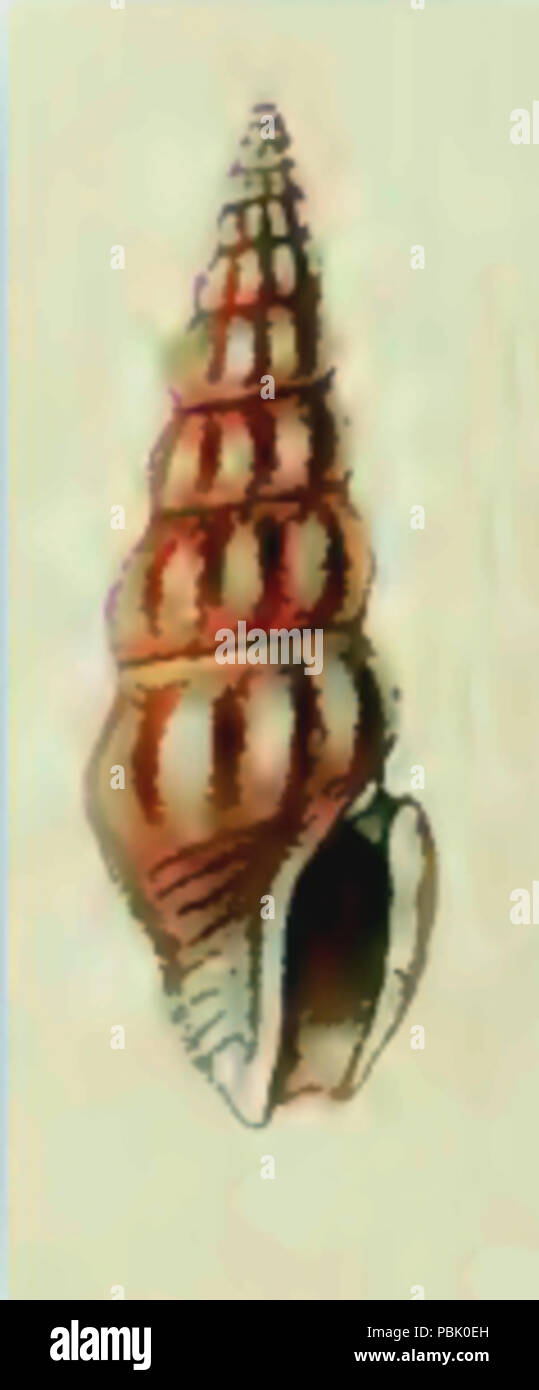 Resplendens hi-res stock photography and images - Alamy