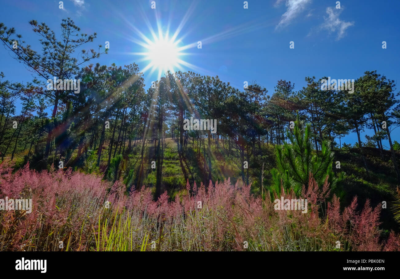 Pink grass field at forest in Dalat, Vietnam Stock Photo - Alamy