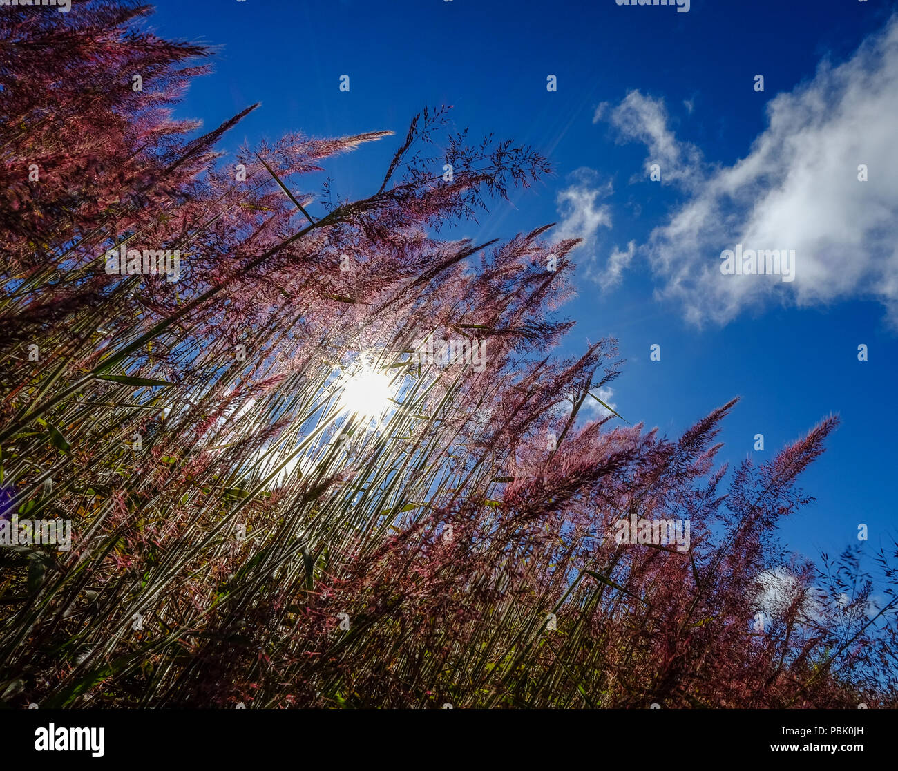 Pink grass field at forest in Dalat, Vietnam Stock Photo - Alamy