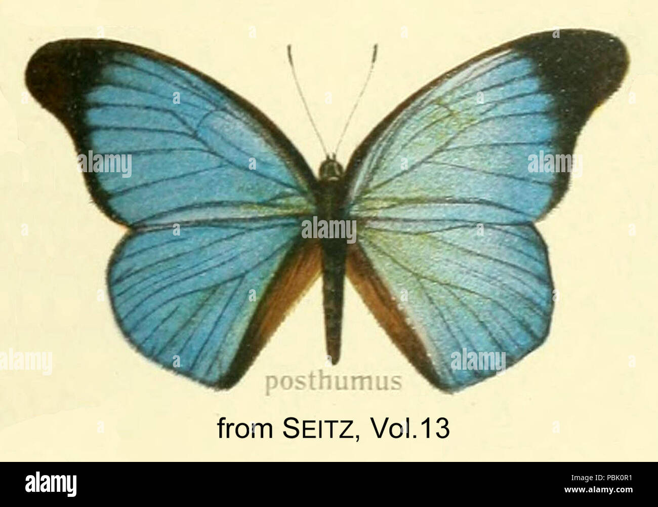 Posthumus hi-res stock photography and images - Alamy