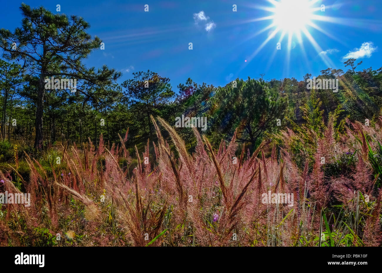 Pink grass field at forest in Dalat, Vietnam Stock Photo - Alamy
