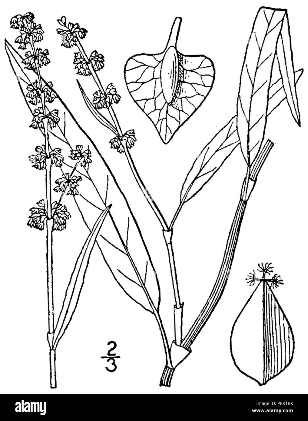 Rumex Black and White Stock Photos & Images - Alamy