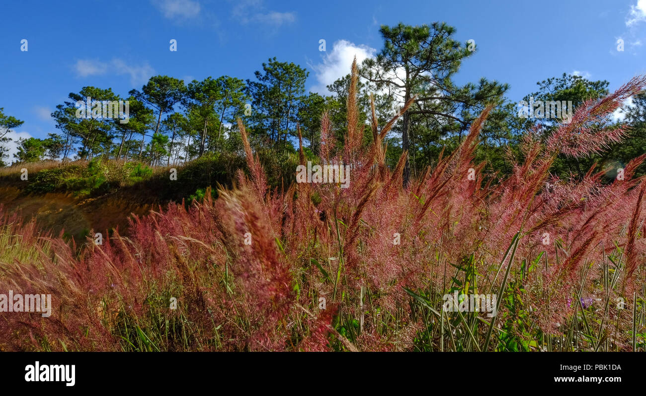 Pink grass field at forest in Dalat, Vietnam Stock Photo - Alamy