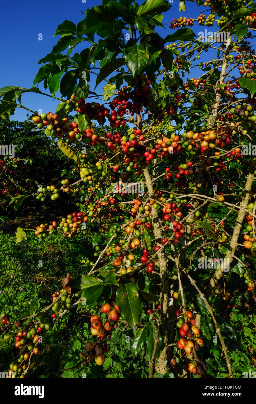 Coffee trees hi-res stock photography and images - Alamy