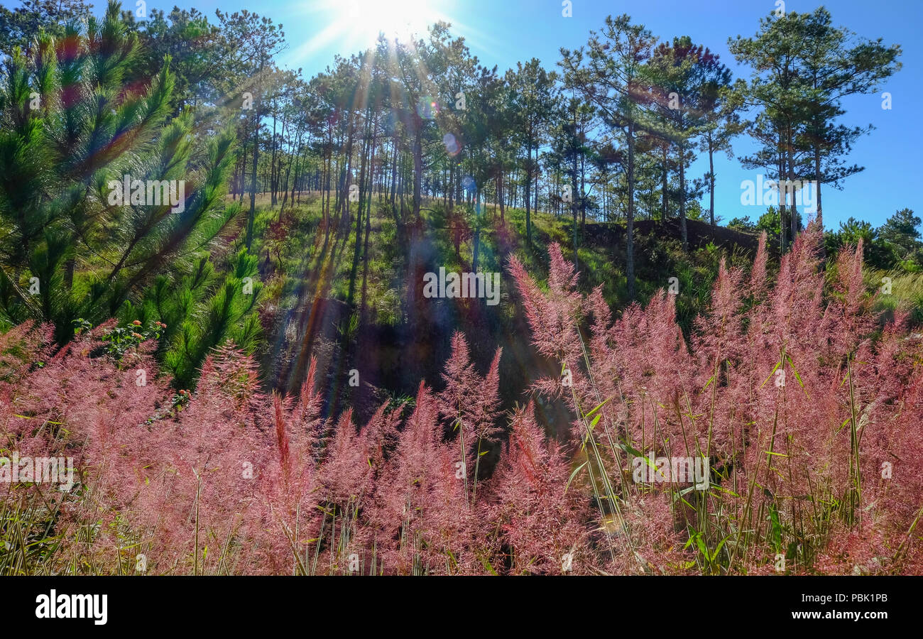 Pink grass field at forest in Dalat, Vietnam Stock Photo - Alamy