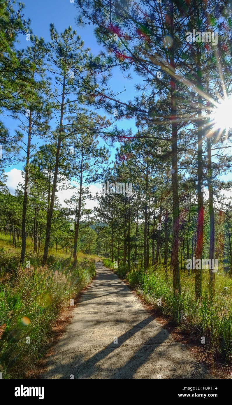 Pine tree forest at sunrise in summer day Stock Photo - Alamy