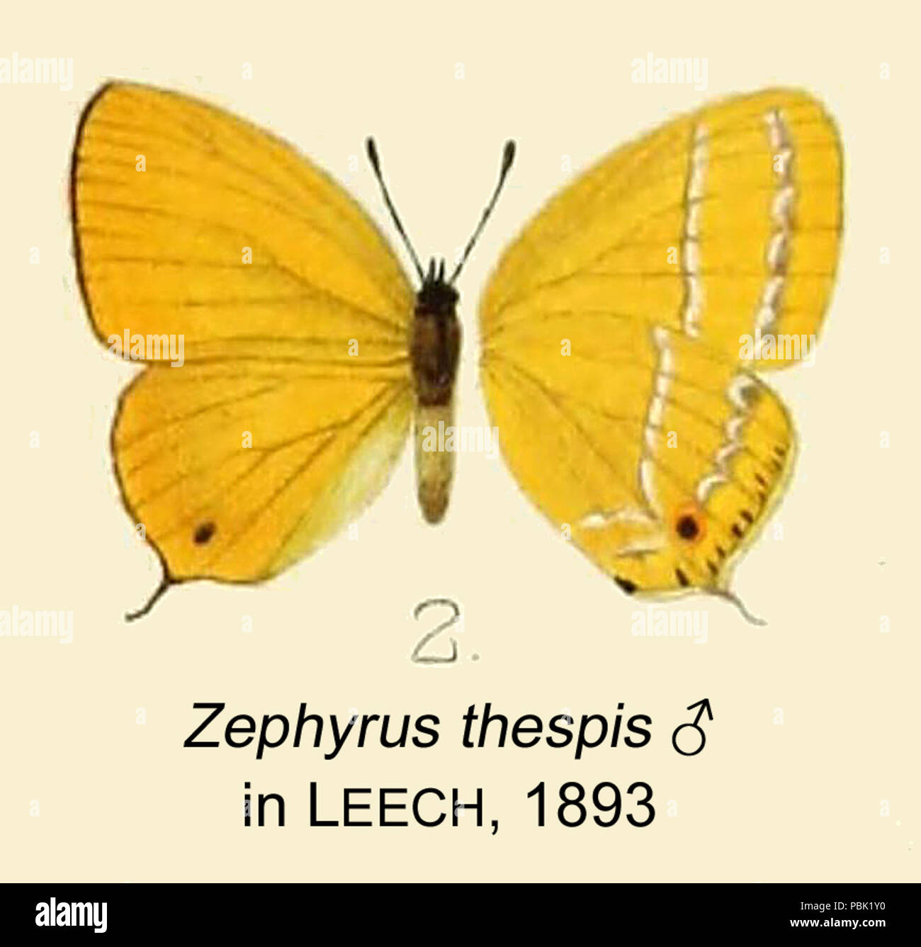 Thespis hi-res stock photography and images - Alamy