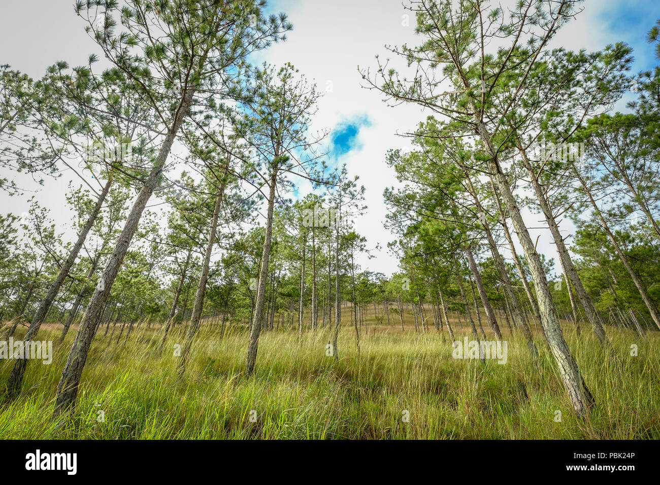Pine tree forest at sunrise in summer day Stock Photo - Alamy