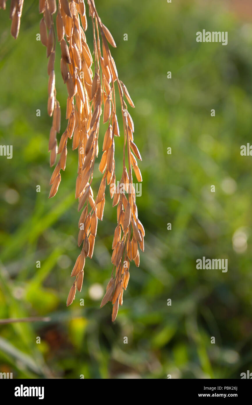Rice spike in rice field Stock Photo - Alamy