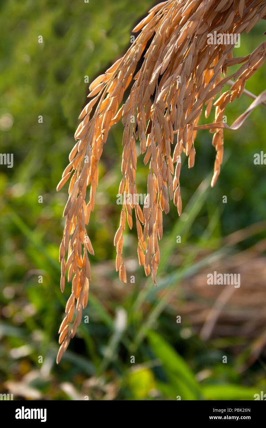 Rice spike in rice field Stock Photo - Alamy