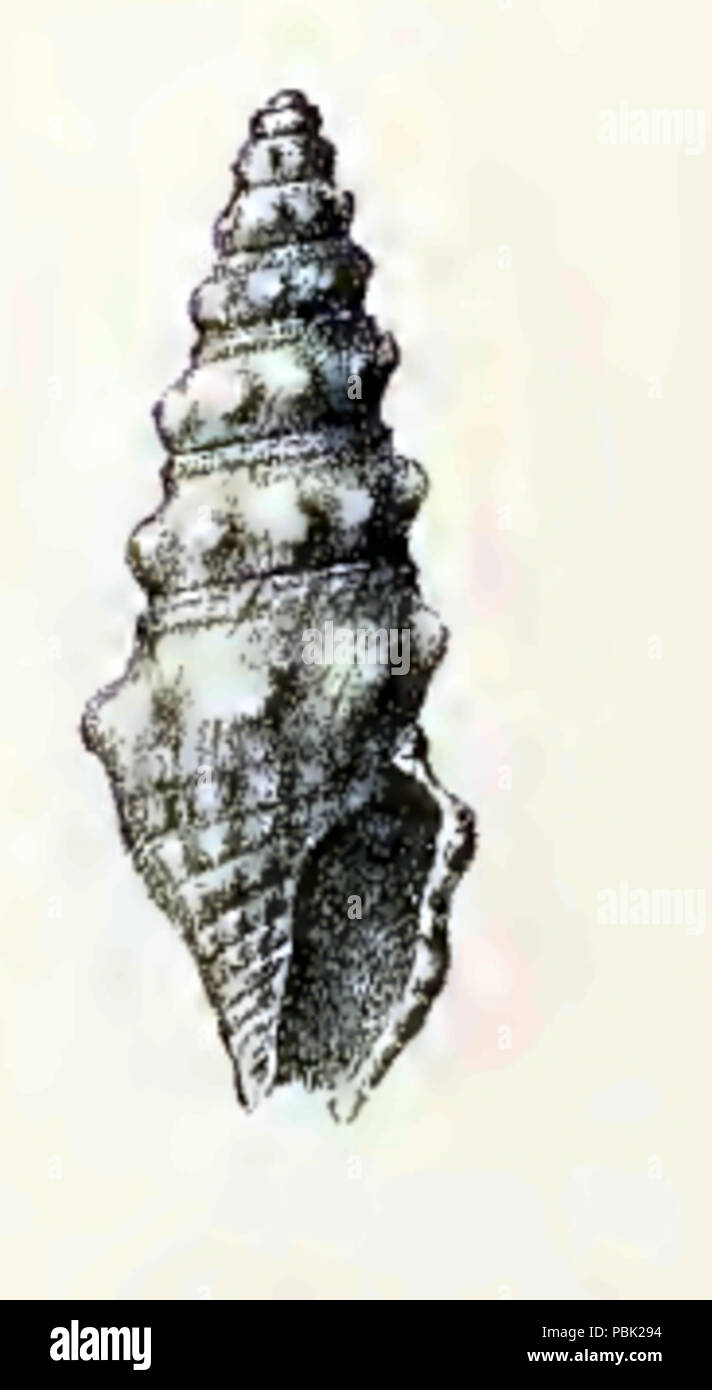 1168 Paradrillia lithoria 001 Stock Photo - Alamy