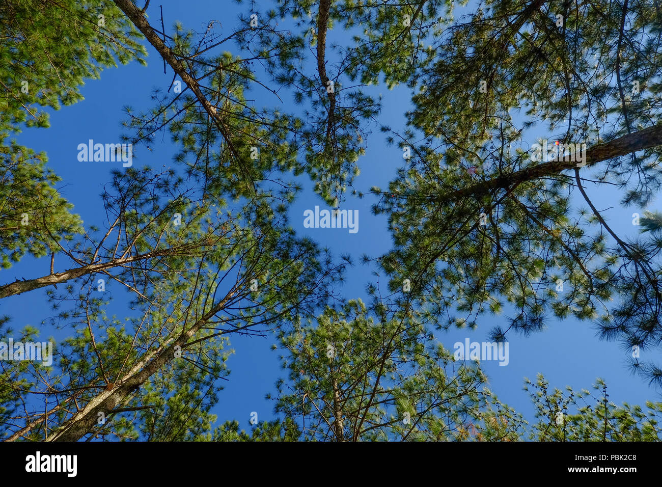 Pine tree forest at sunrise in summer day Stock Photo - Alamy