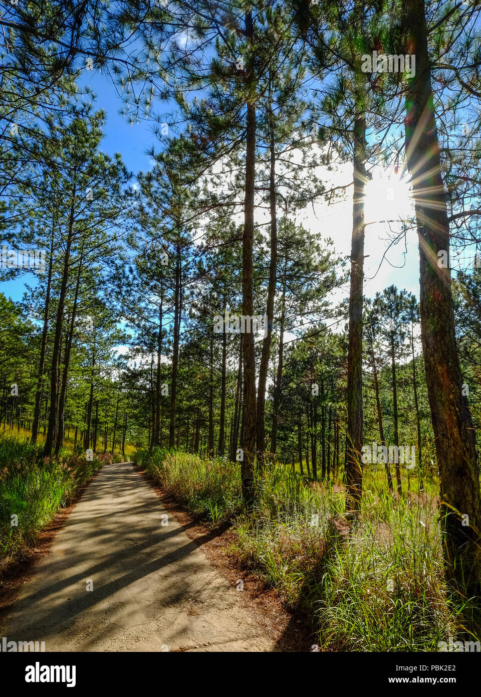 Pine tree forest at sunrise in summer day Stock Photo - Alamy