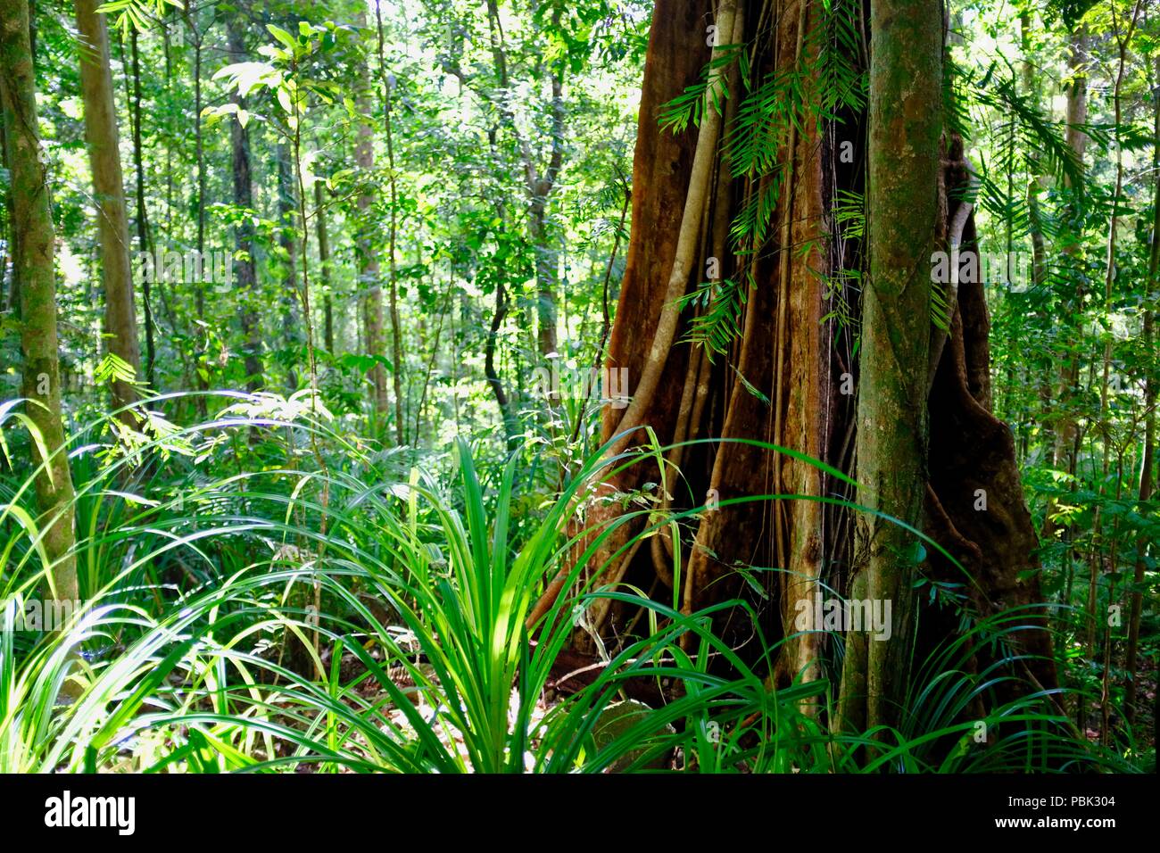 The trunk of a huge rainforest tree, Wooroonooran National Park ...
