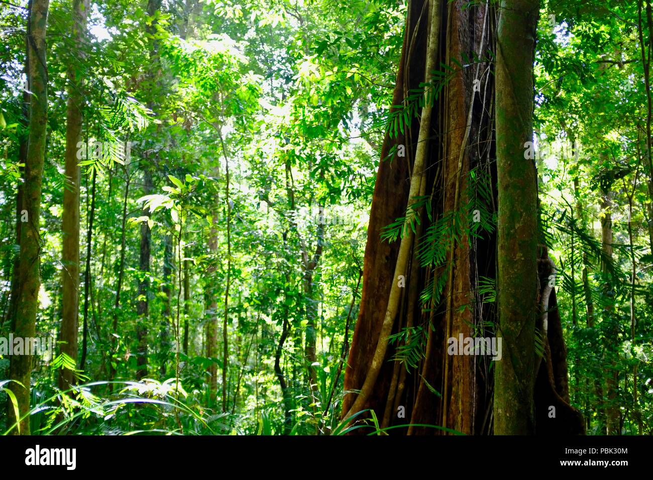 The trunk of a huge rainforest tree, Wooroonooran National Park ...