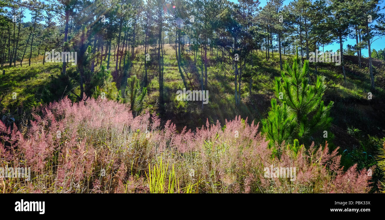 Pink grass field at forest in Dalat, Vietnam Stock Photo - Alamy