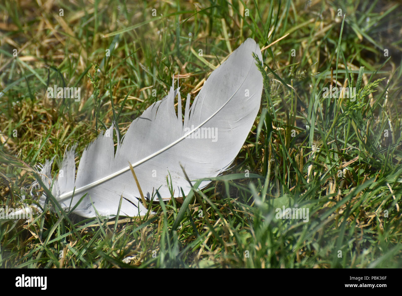 Large gray bird feather sitting in cut grass Stock Photo - Alamy