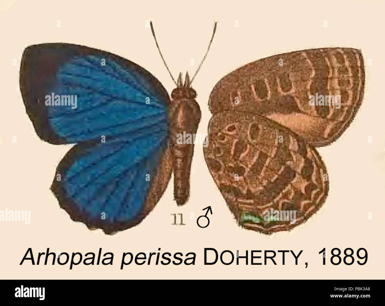 1182 hi-res stock photography and images - Alamy